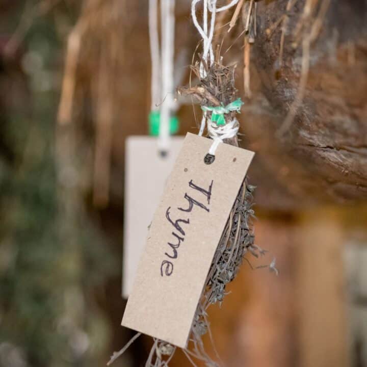 Harvesting Thyme and How to Dry and Store It - Platter Talk
