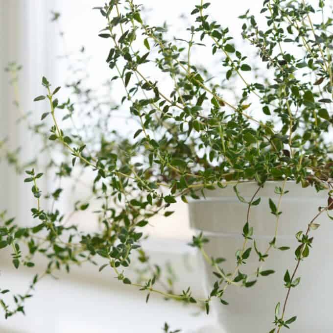 Harvesting Thyme and How to Dry and Store It - Platter Talk